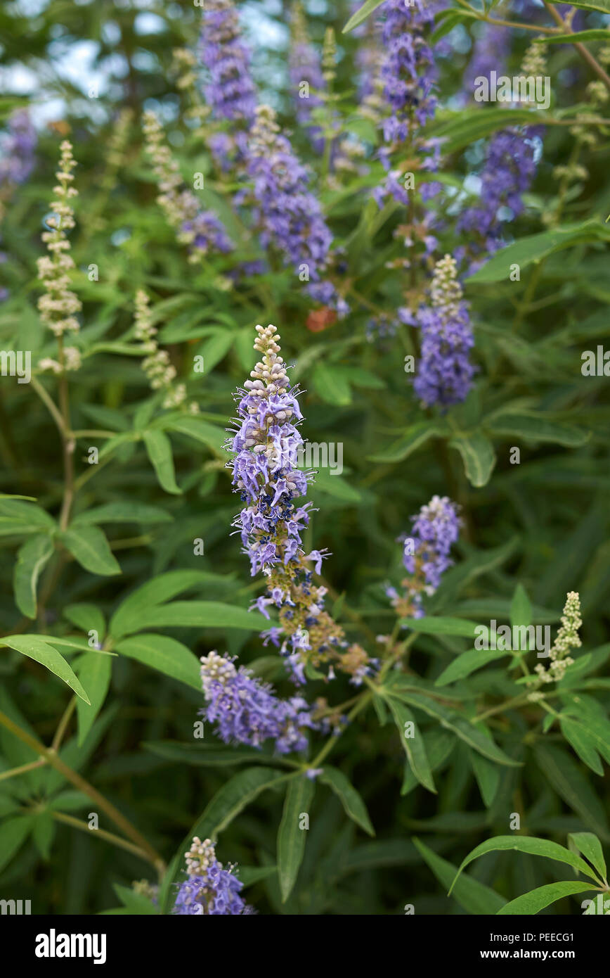 Vitex agnus castus spring hi-res stock photography and images - Alamy