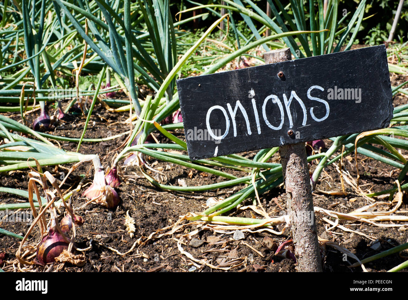 Onions growing in a vegetable patch labelled with a chalk board sign ...