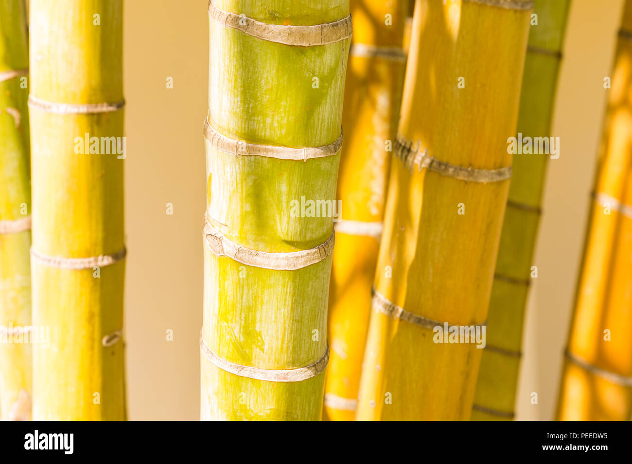 Bamboo cane for plant hi-res stock photography and images - Alamy