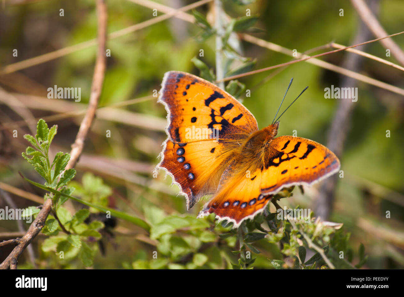 African butterfly hi-res stock photography and images - Alamy