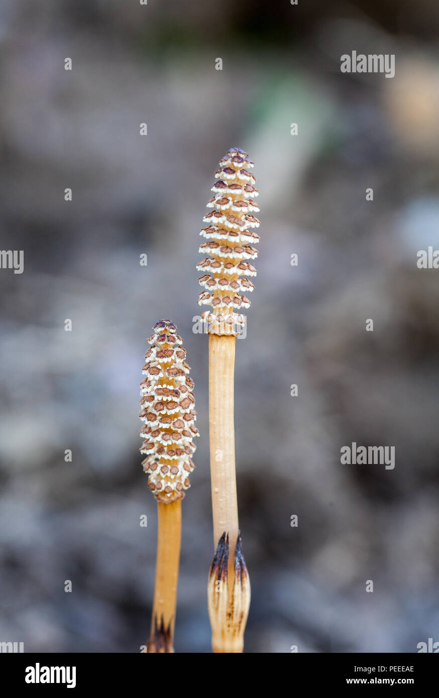 Horsetail fern hi-res stock photography and images - Alamy