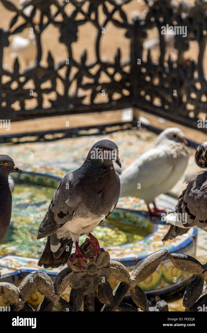 Pigeons e hi-res stock photography and images - Alamy