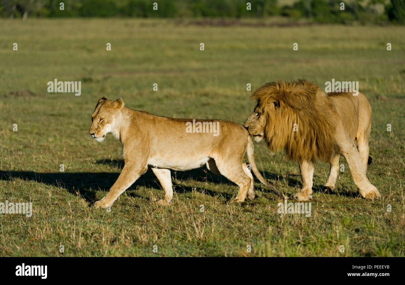African Lion pair Panthera Leo mating Masai Mara Kenya Stock Photo - Alamy