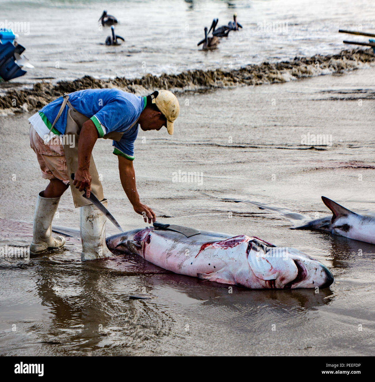 Overfishing food processing hi-res stock photography and images - Alamy