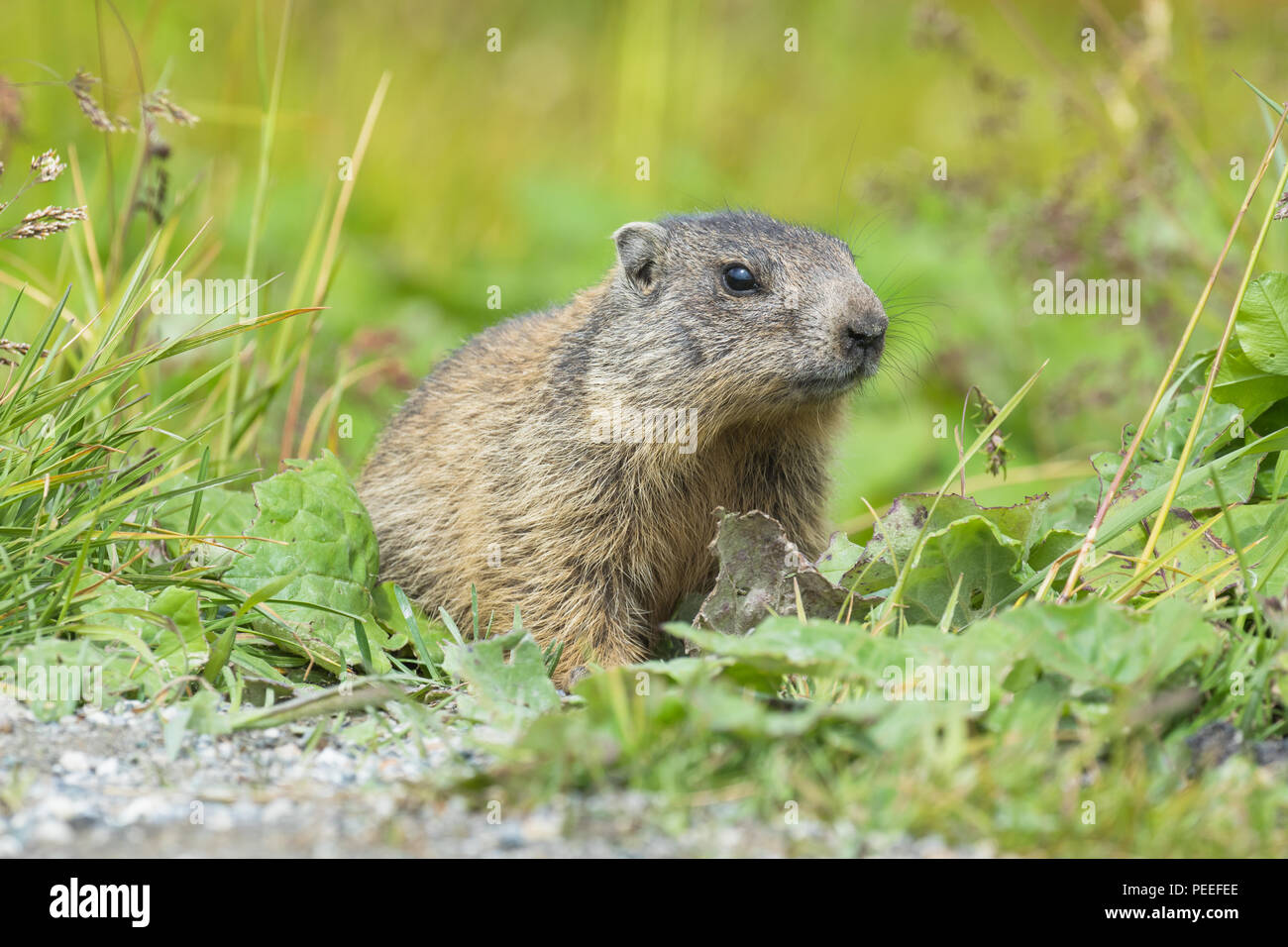 Munggen High Resolution Stock Photography and Images - Alamy