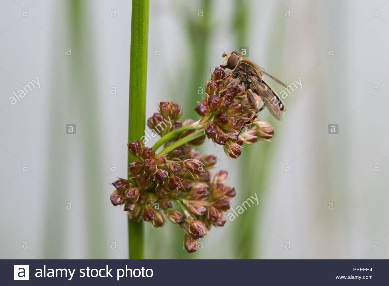 Spurious Vein High Resolution Stock Photography and Images - Alamy