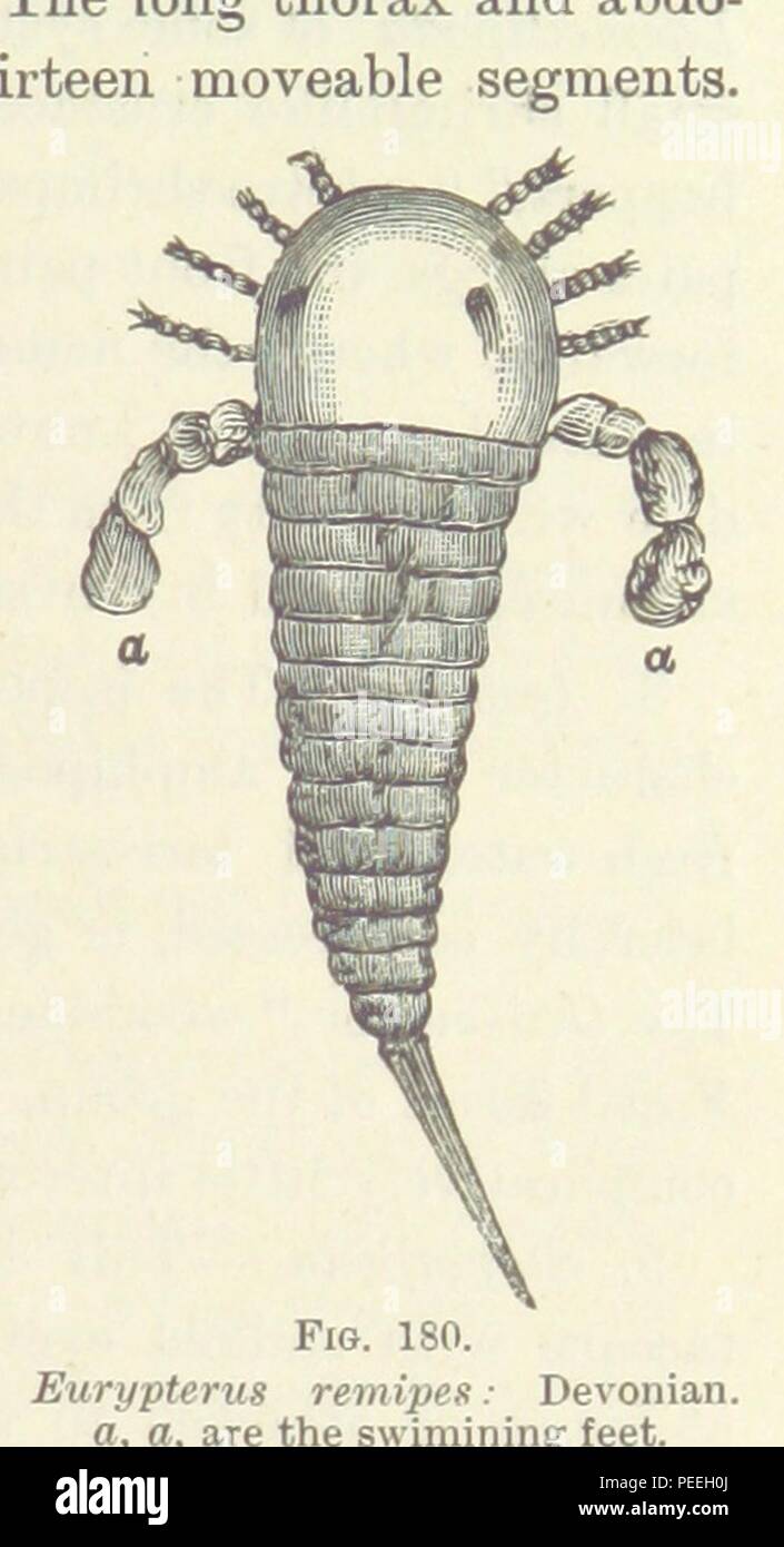 Image taken from page 277 of '[A Popular and Practical Exposition of ...