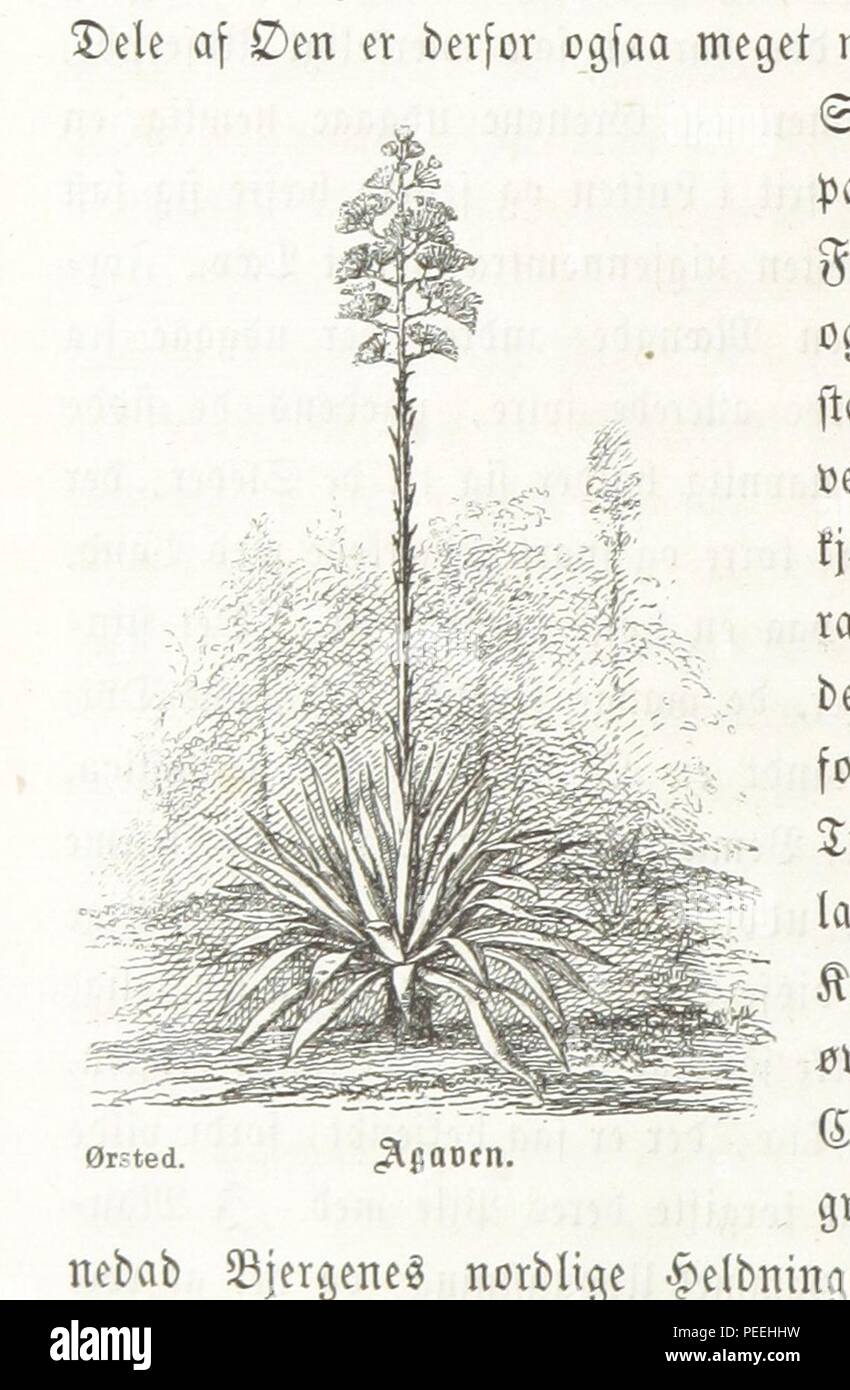 Image taken from page 710 of 'Den danske Stat, en almindelig ...