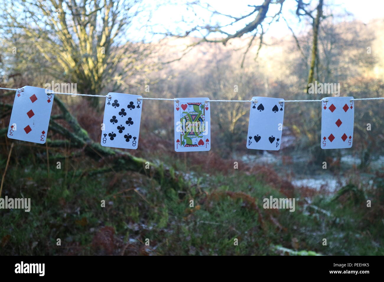 Playing Cards in Nature Stock Photo - Alamy