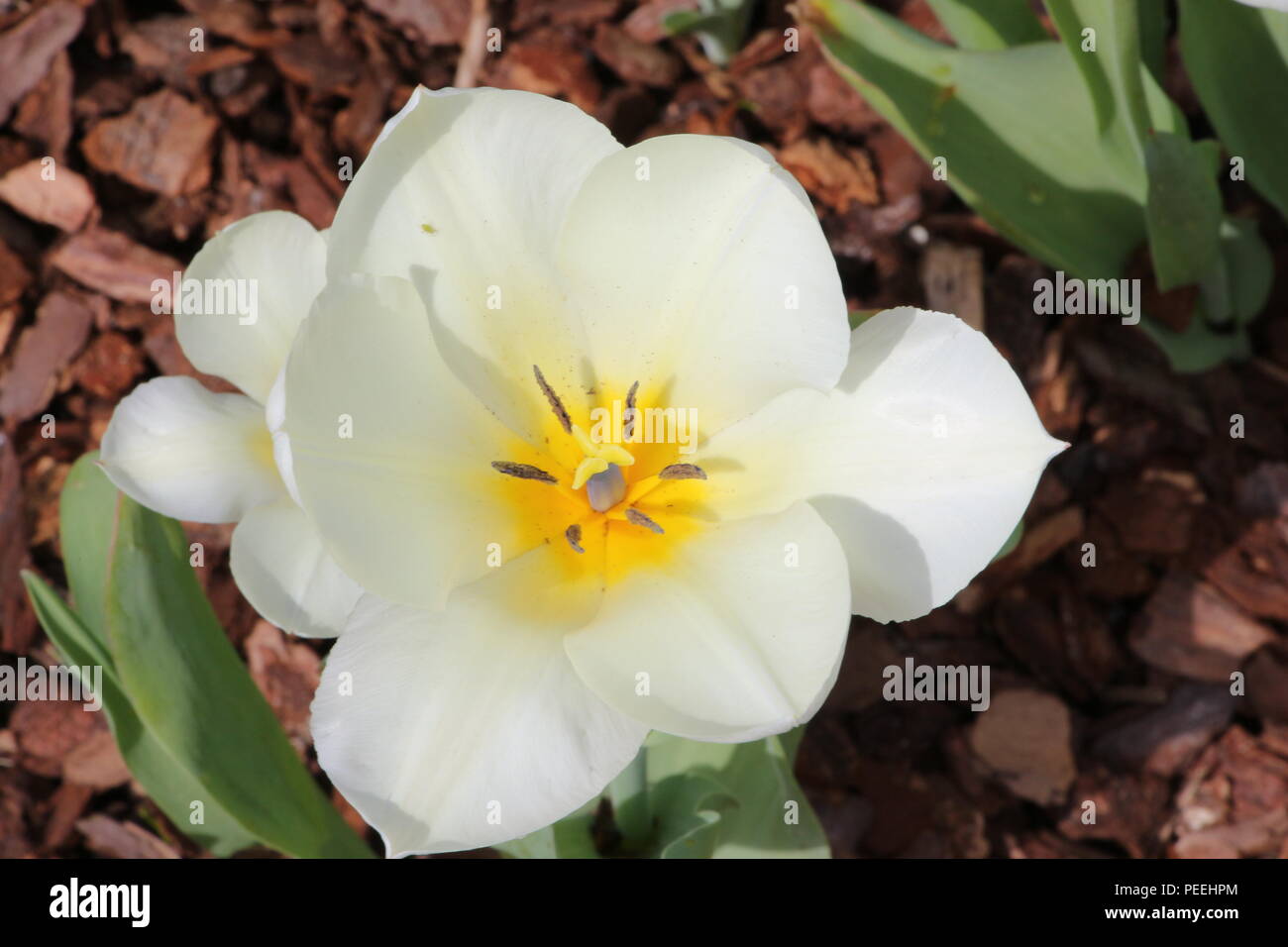 Tulips from above hi-res stock photography and images - Alamy