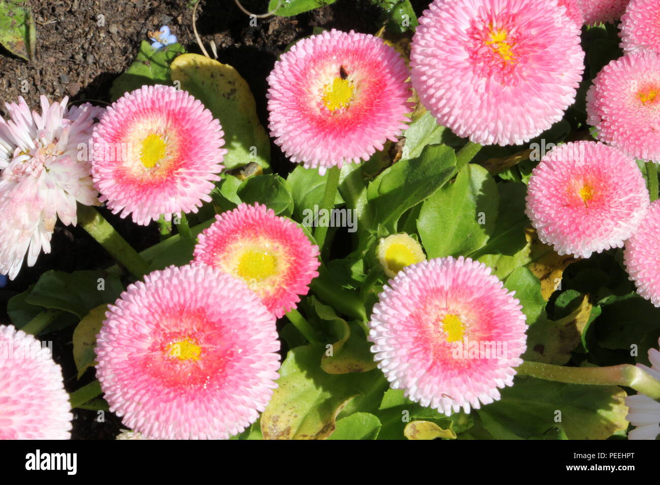 Pink sunflower hi-res stock photography and images - Alamy