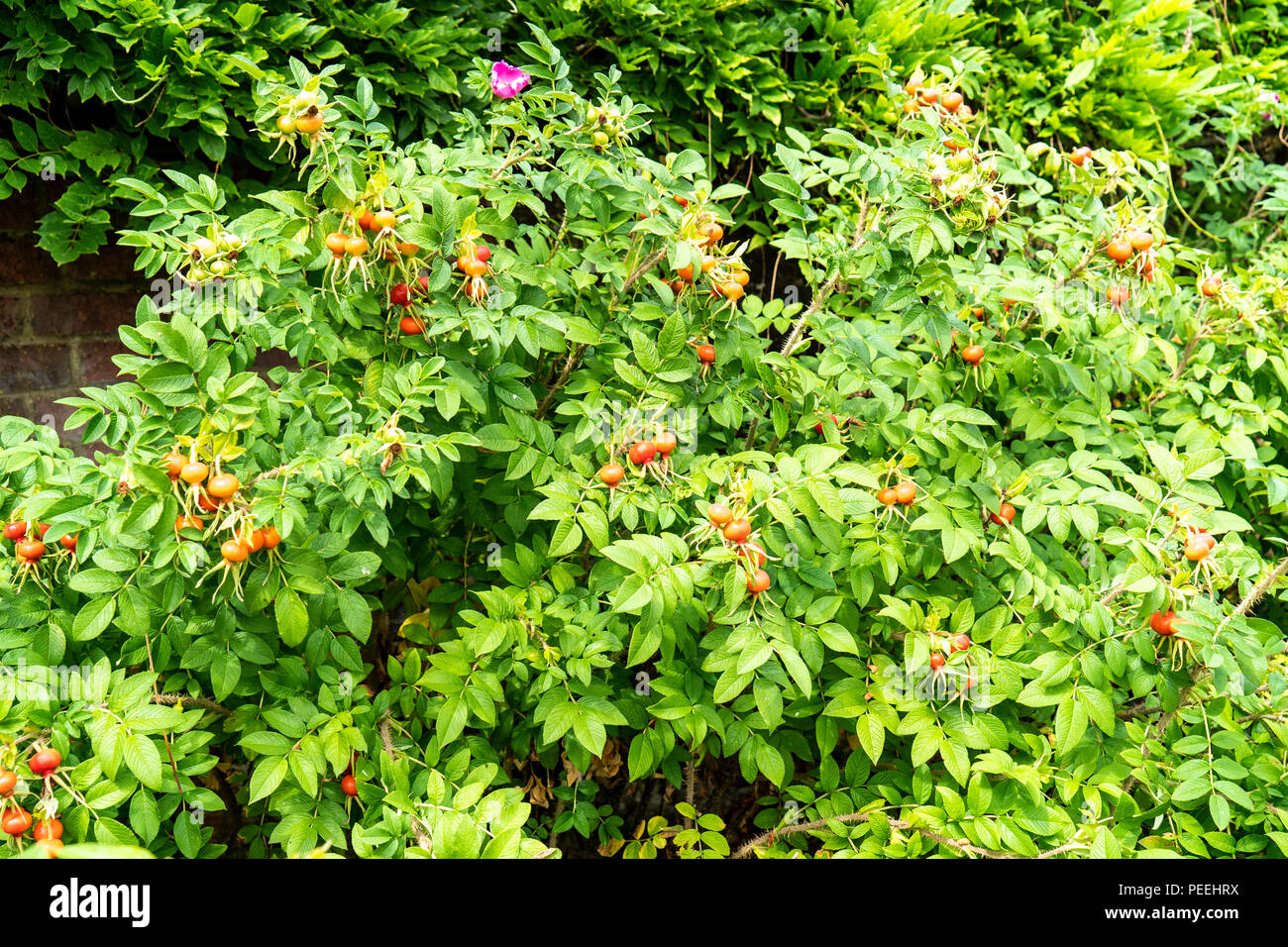 Rose Seed Pods High Resolution Stock Photography and Images - Alamy