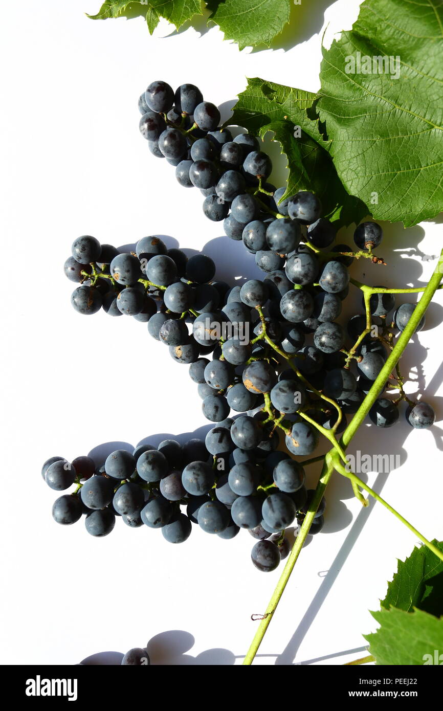 Food: Organic grapes Stock Photo - Alamy