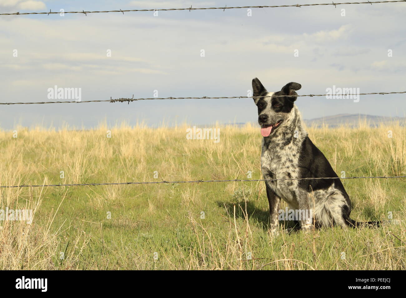 Blue Heeler Border Collie X sitting behind a barbed wire fence in the ...