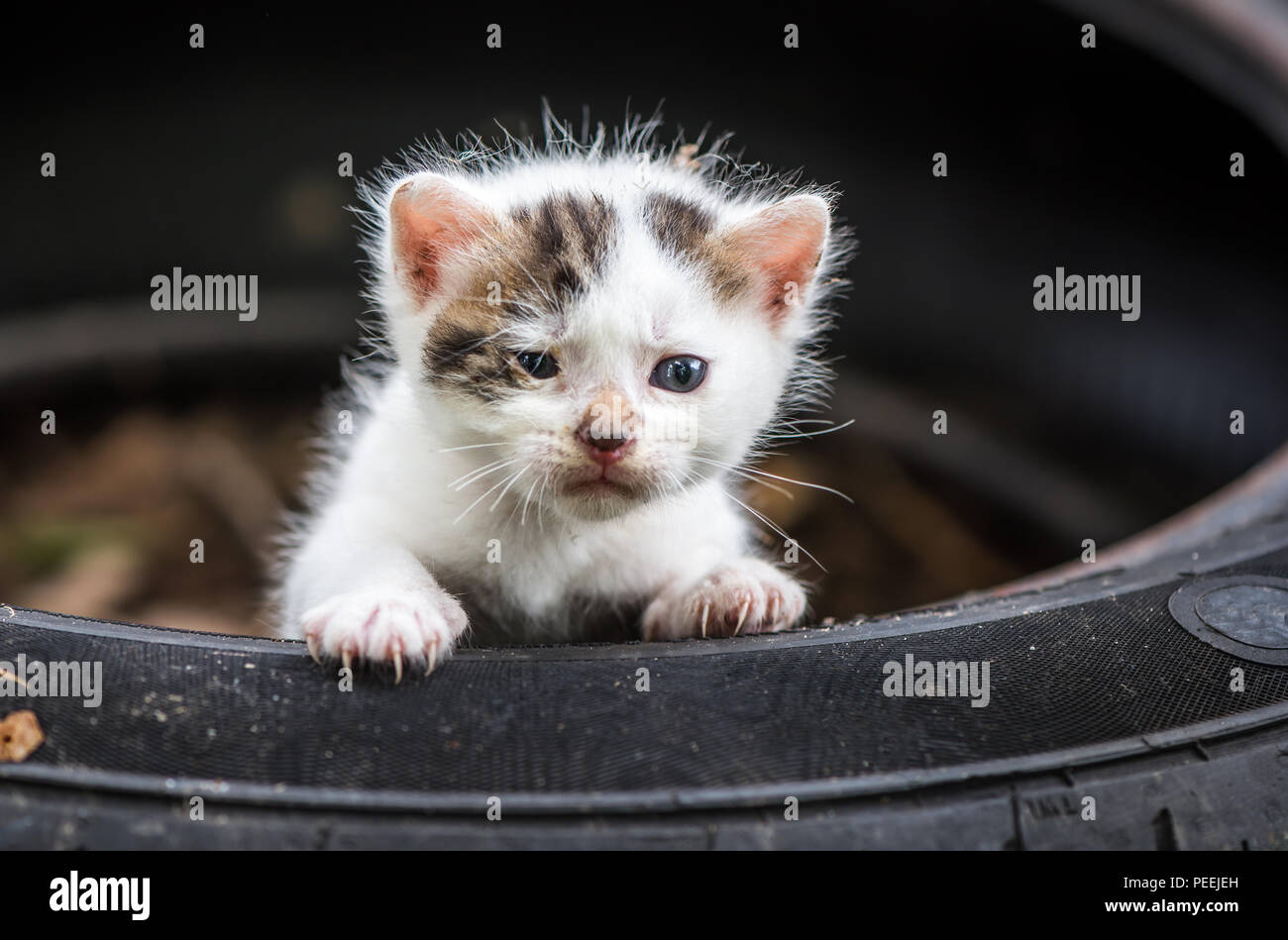 Born cute hi-res stock photography and images - Alamy