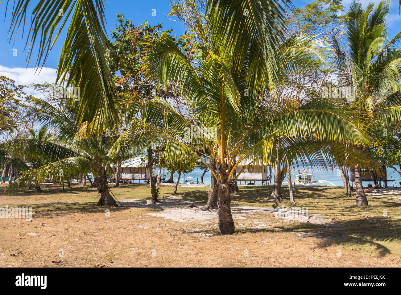 Beautiful island with palm trees on the philippines Stock Photo - Alamy