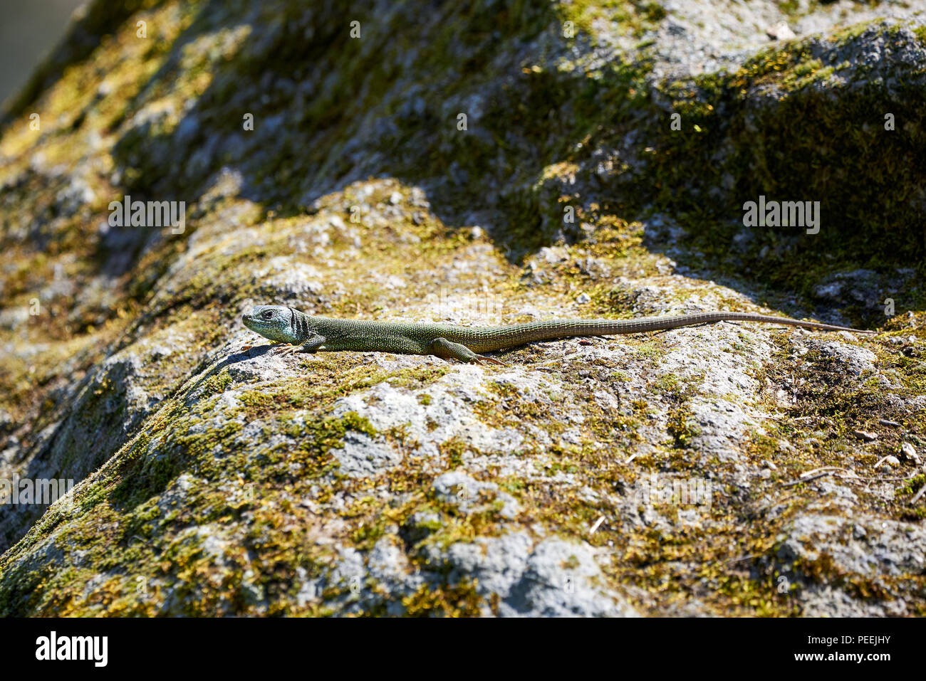 European green lizard (Lacerta viridis) climbing rock Stock Photo - Alamy