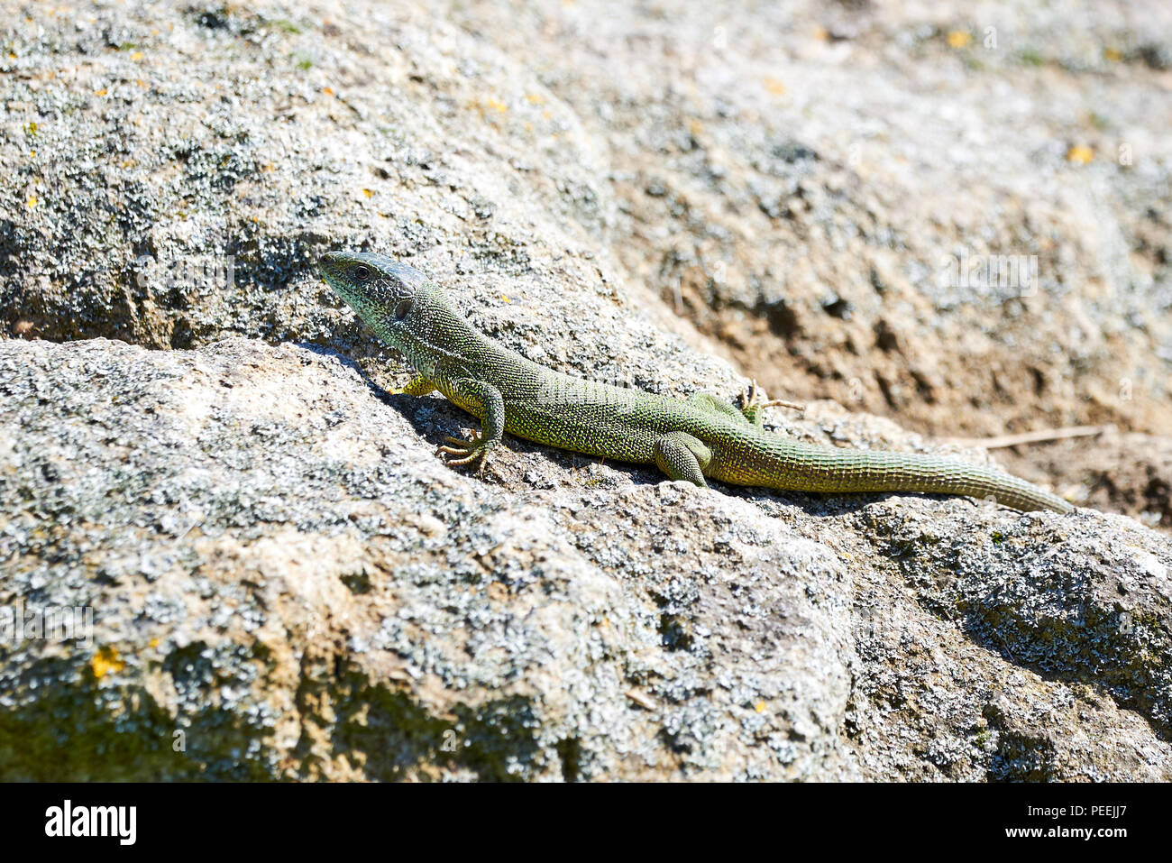 European green lizard (Lacerta viridis) climbing rock Stock Photo - Alamy