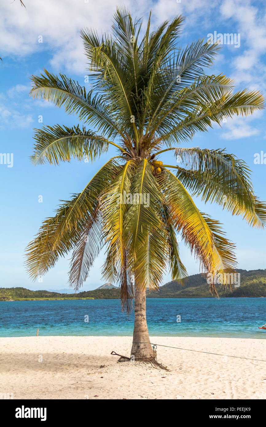 Beautiful palm tree in sunny beach and sea scenery Stock Photo - Alamy