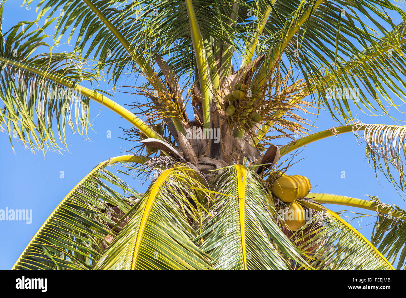 Palm tree with sunny sky on island of philippines Stock Photo - Alamy