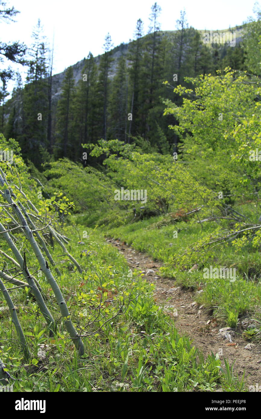Trail and trees in an avalanche path, Bob Marshall Wilderness, West ...