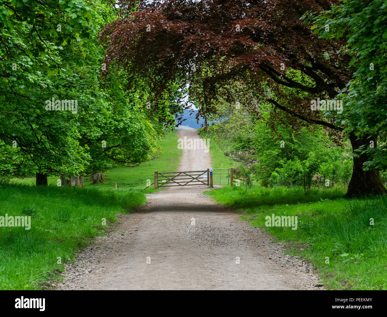 A gated path through the park woodland in Mugdock near Glasgow Stock ...
