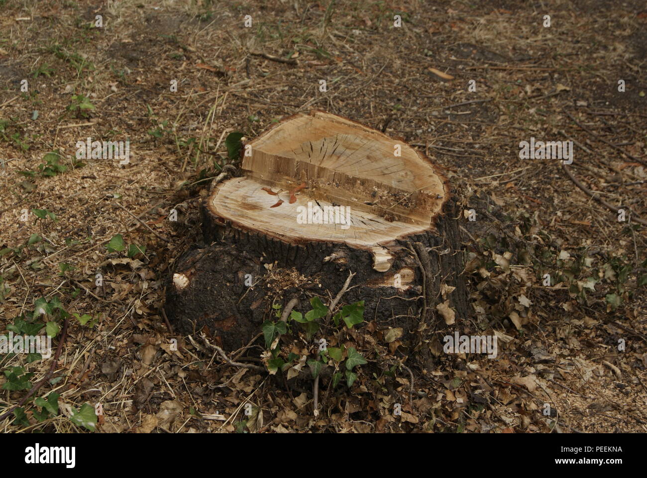 Souche d'un arbre Stock Photo - Alamy