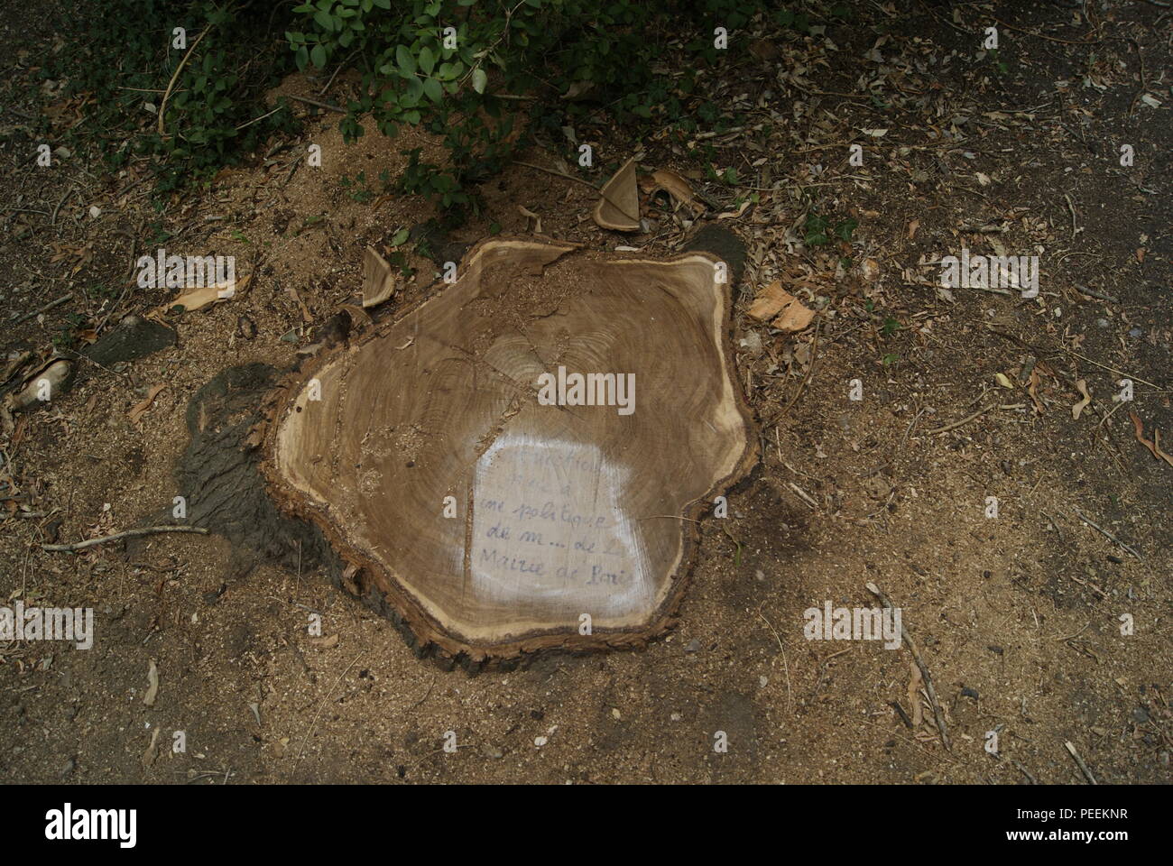Souche d'un arbre Stock Photo - Alamy