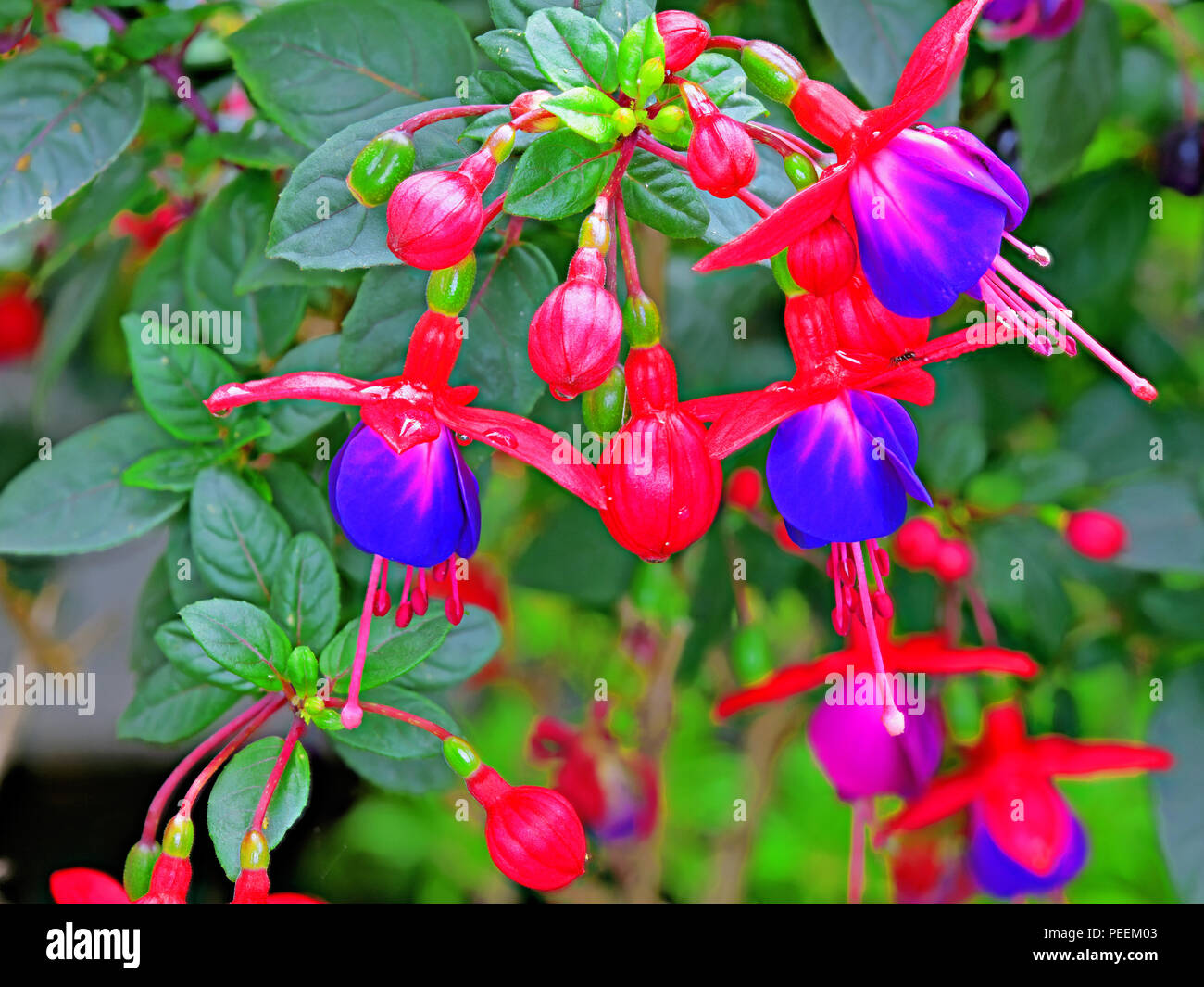 Fuchsia hedge hi-res stock photography and images - Alamy