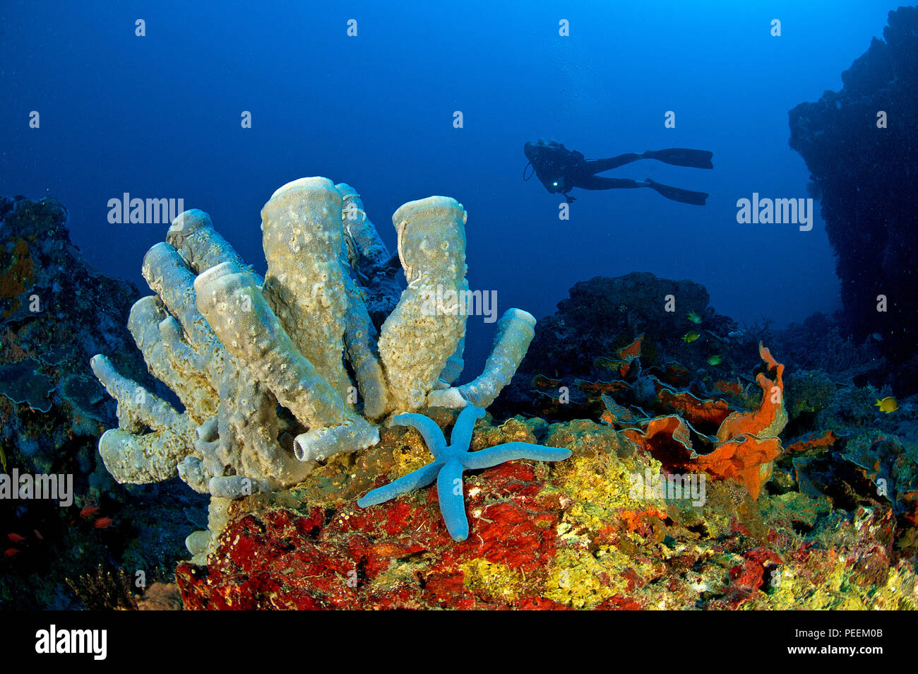 Blue Tube Sponge High Resolution Stock Photography and Images - Alamy