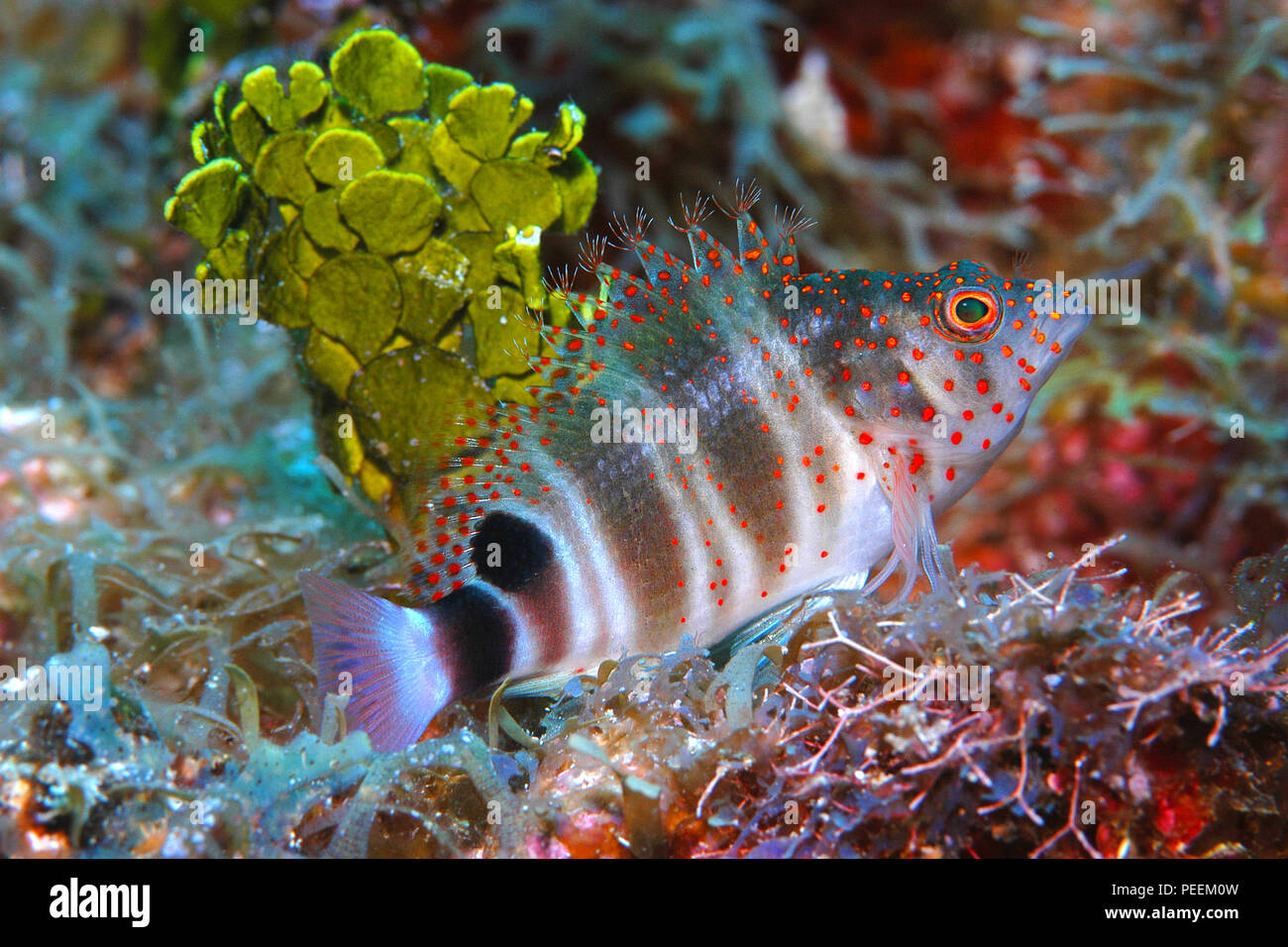 Redspotted hawkfish amblycirrhitus pinos hi-res stock photography and ...