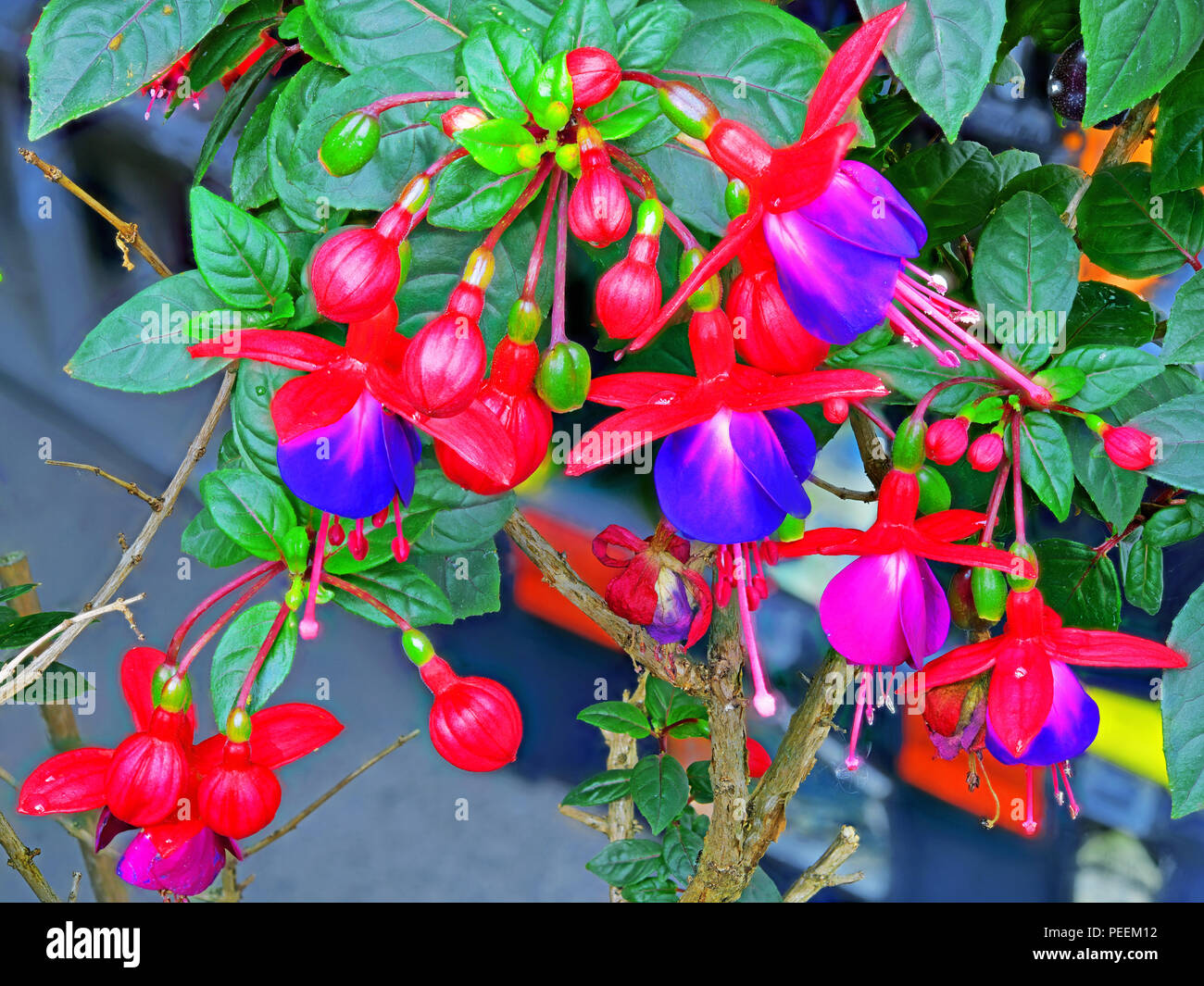 Fuchsia red and blue with small insects Stock Photo - Alamy
