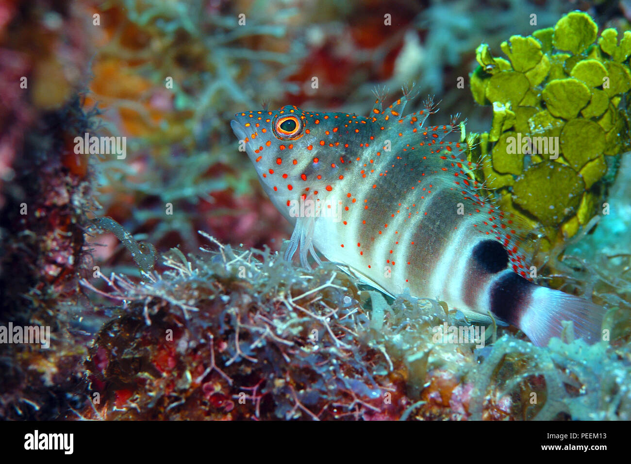 Redspotted hawkfishes hi-res stock photography and images - Alamy