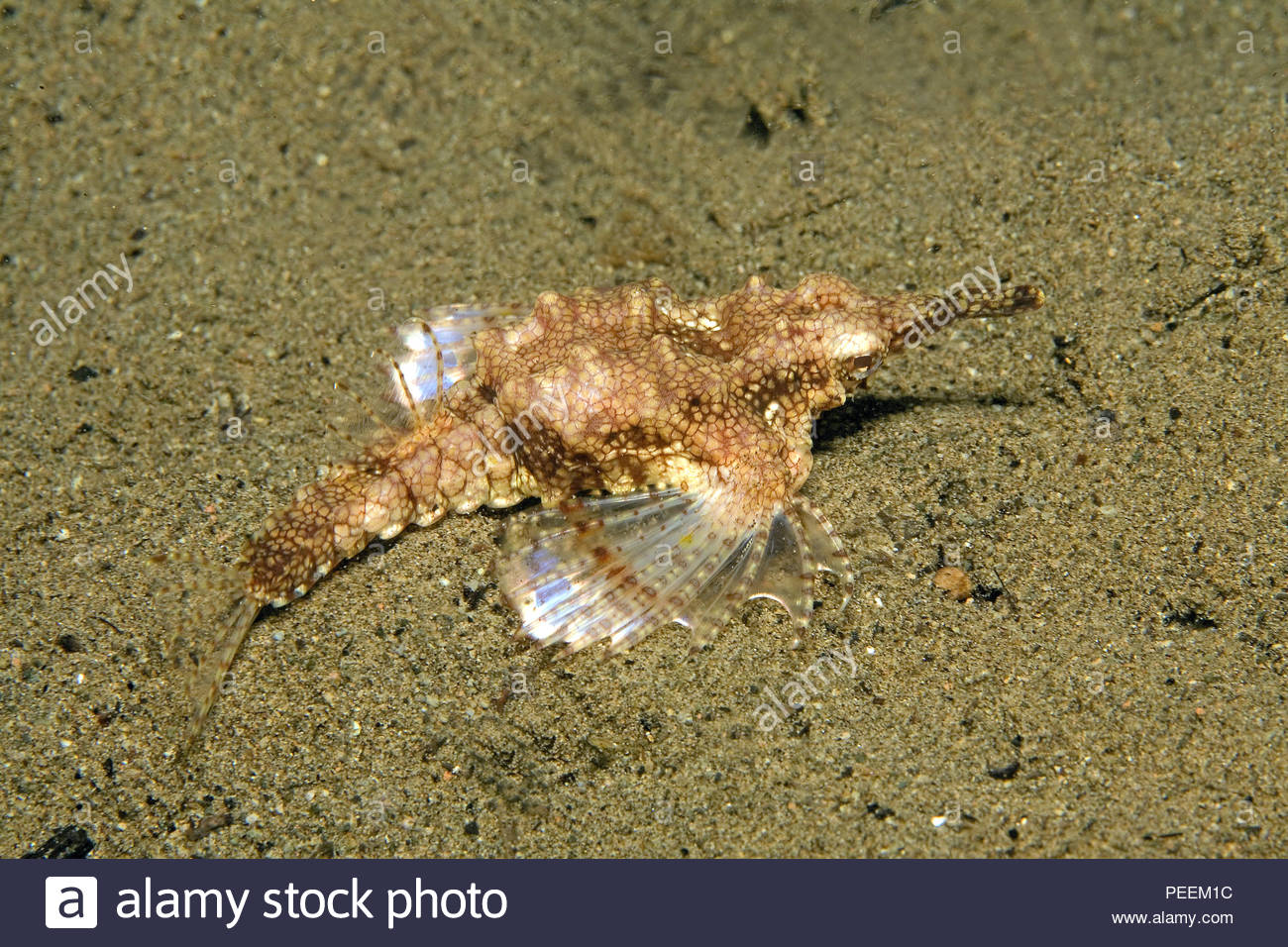 Dragonfish Fish Stock Photos & Dragonfish Fish Stock Images - Alamy