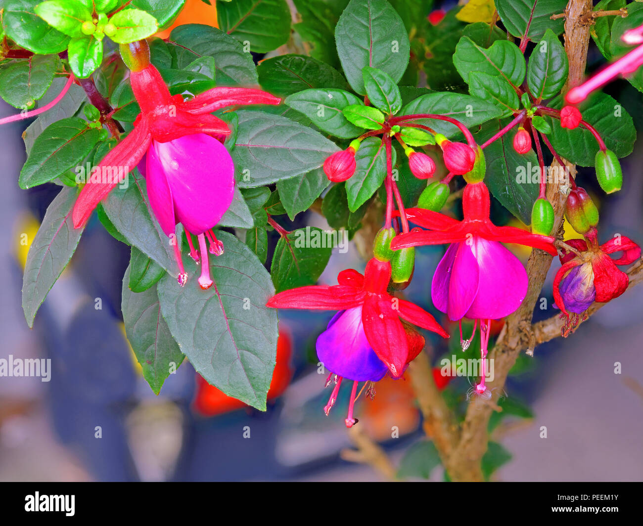 Fuchsia new and old red and blue Stock Photo - Alamy