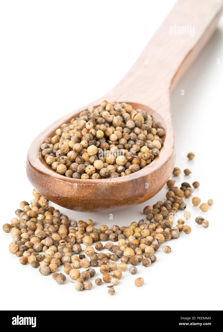 Raw, unprocessed organic coriander or cilantro seeds in wooden spoon on ...