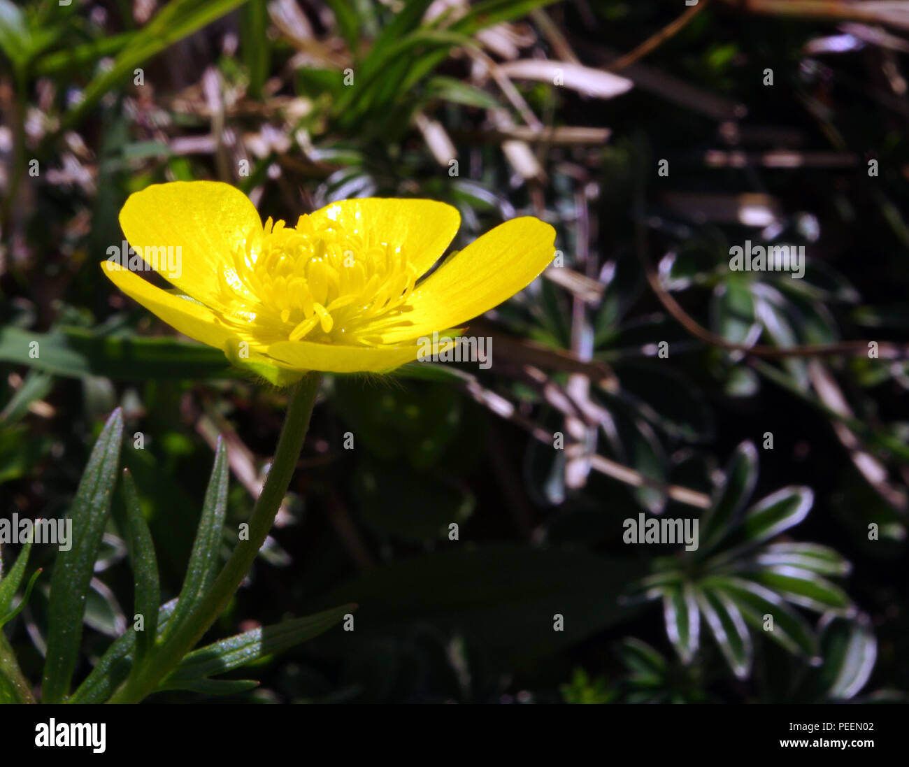 A yellow gold button in the mountain at altitude Stock Photo - Alamy