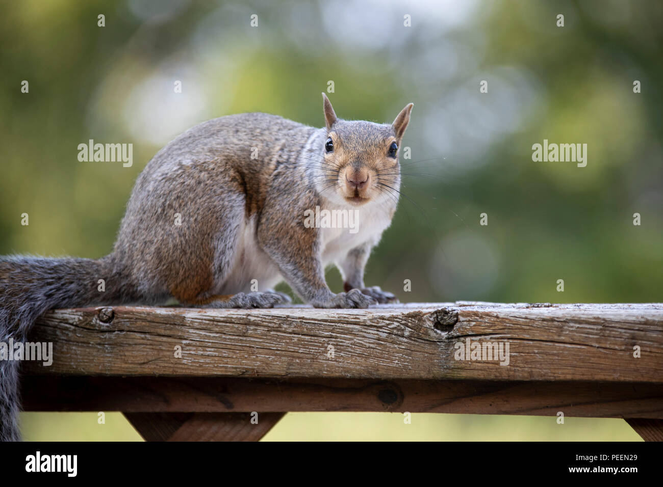 Furry gray squirrel hi-res stock photography and images - Alamy