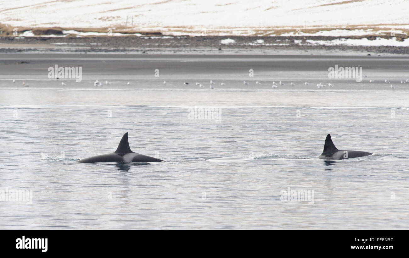 Killer whale underwater pod hi-res stock photography and images - Alamy