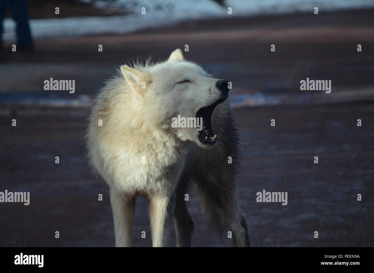 Captivating Small White Wolf Roaming A Beach Stock Photo - Alamy