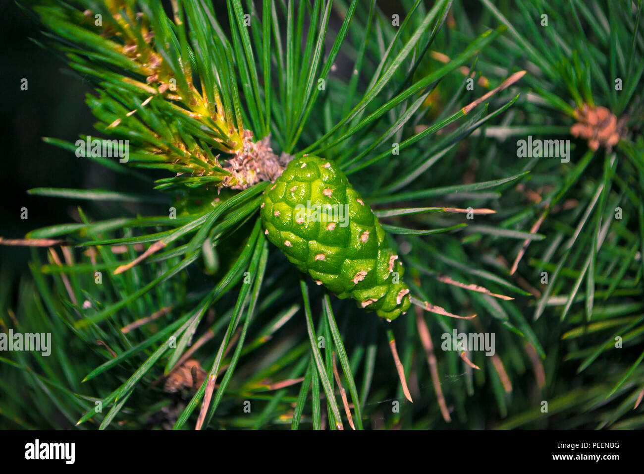 Branch night hi-res stock photography and images - Alamy