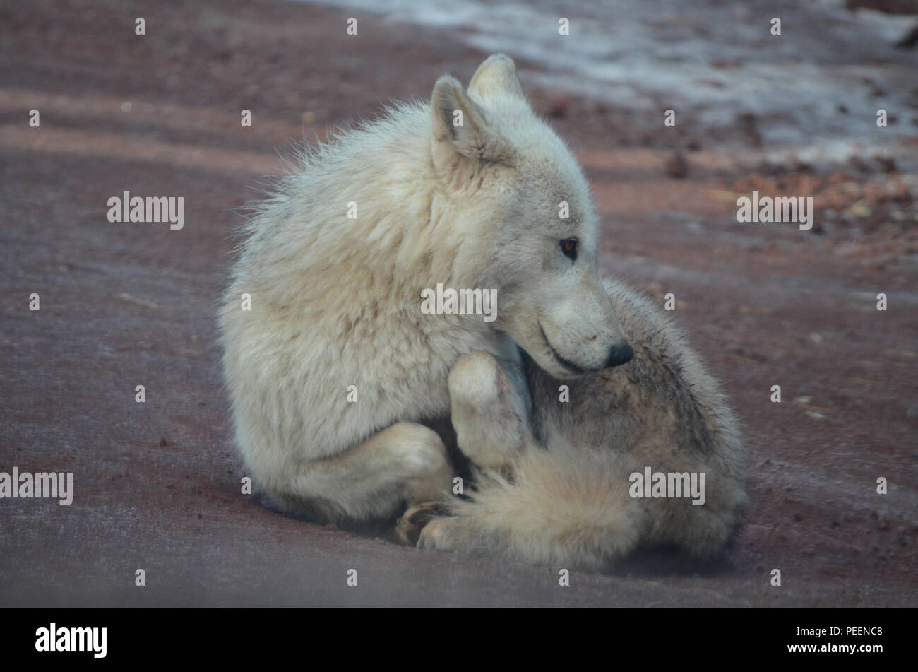 Precious Small White Wolf Resting On A Beach Stock Photo - Alamy