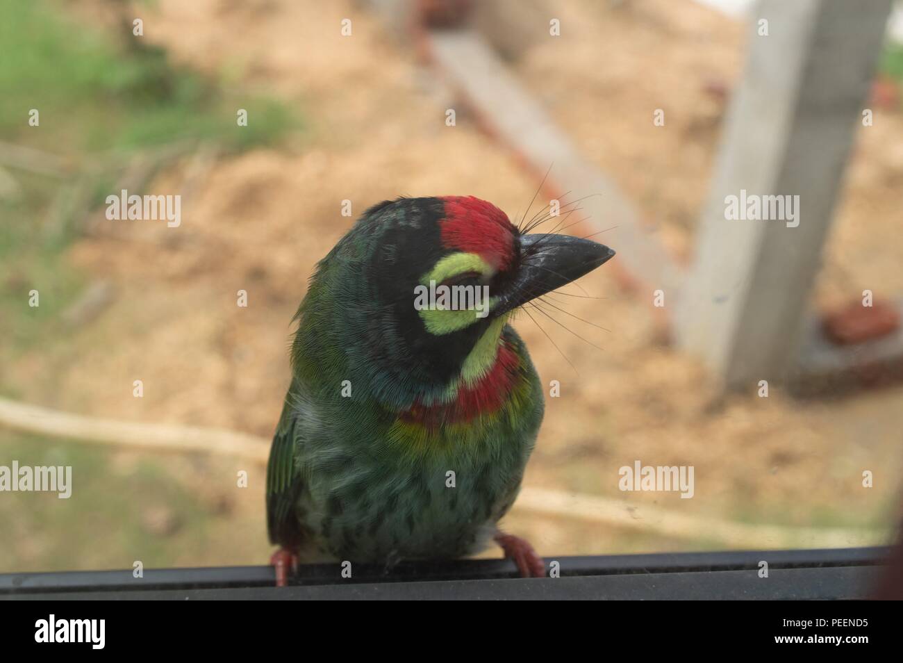 #Woodpecker peeking inside home through window Stock Photo - Alamy