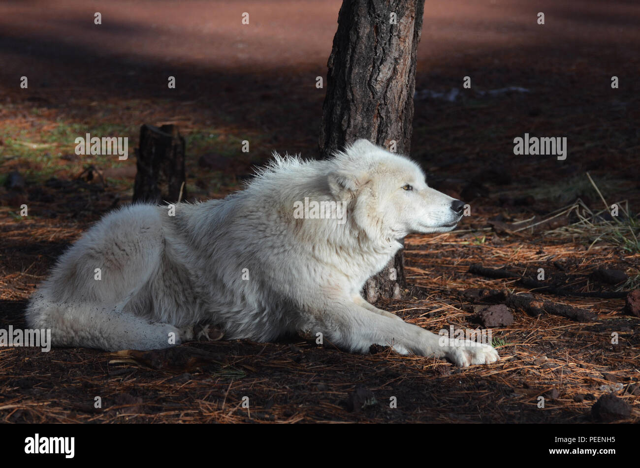 Large White Wolf In A Remote Location Stock Photo - Alamy