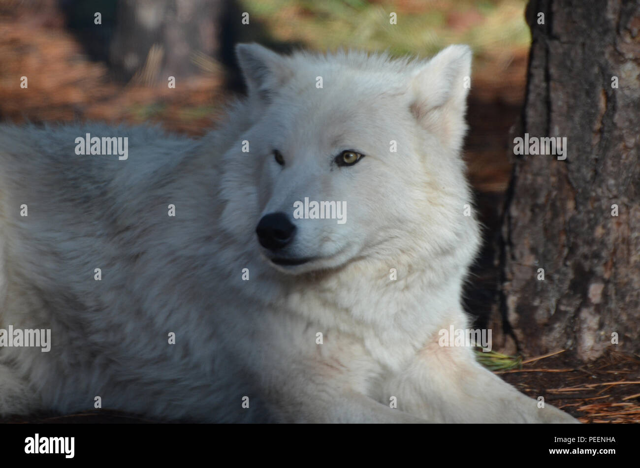 Scenic White Wolf In A Remote Location Stock Photo - Alamy