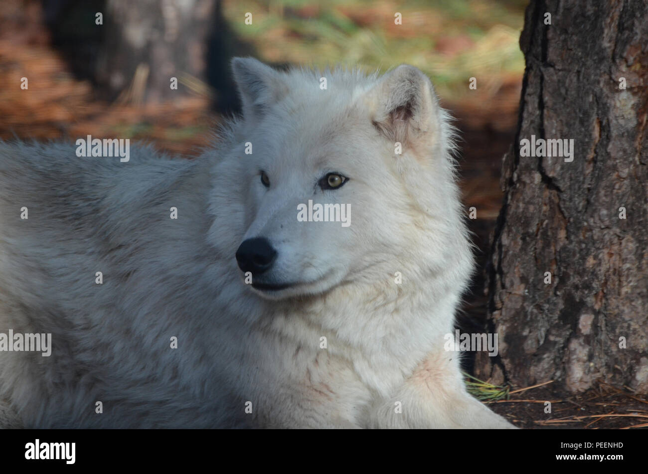 Beautiful White Wolf Resting In The Wilderness Stock Photo - Alamy