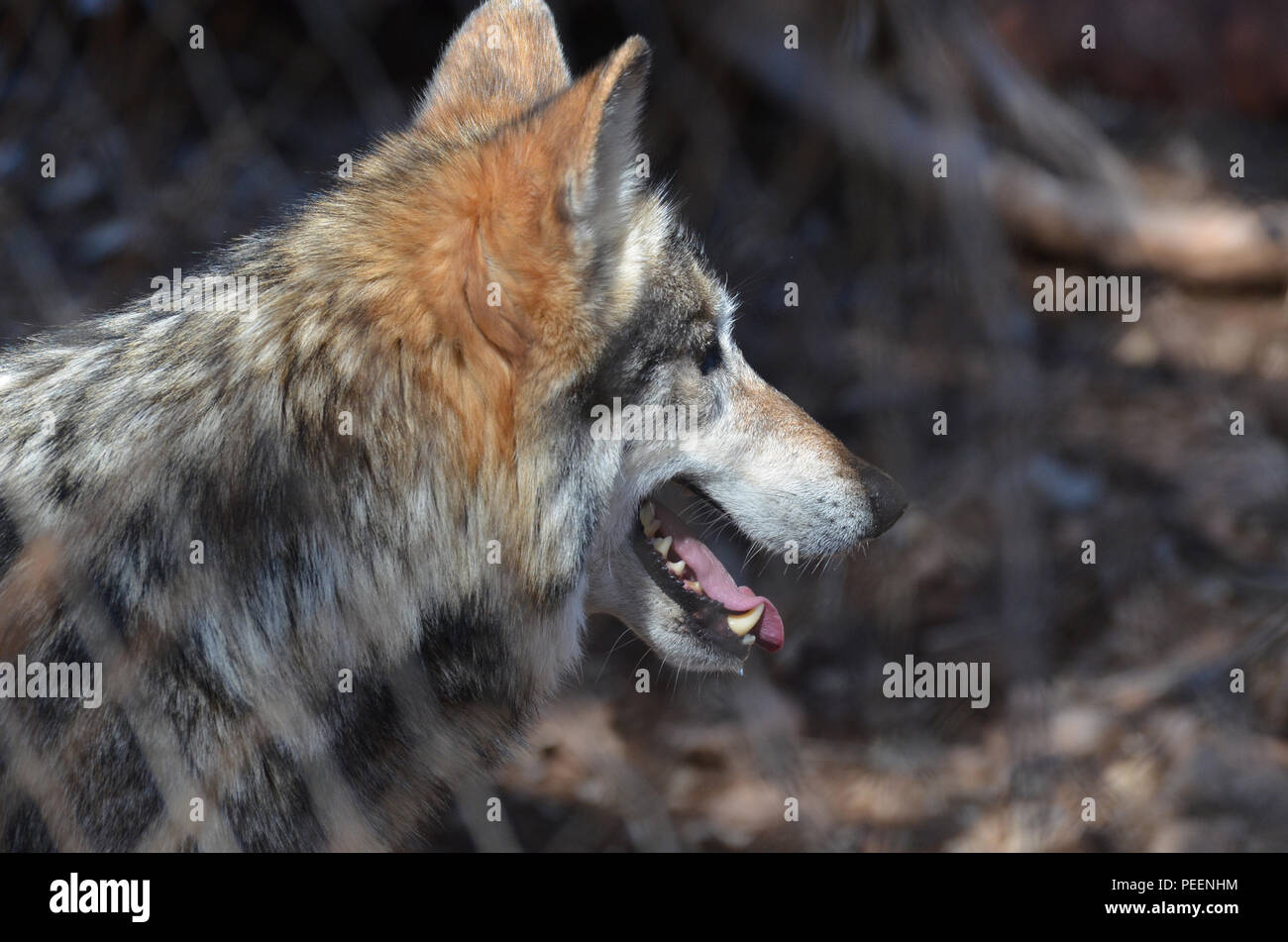 Vibrant Gray Timber wolf In The Wilderness Stock Photo - Alamy