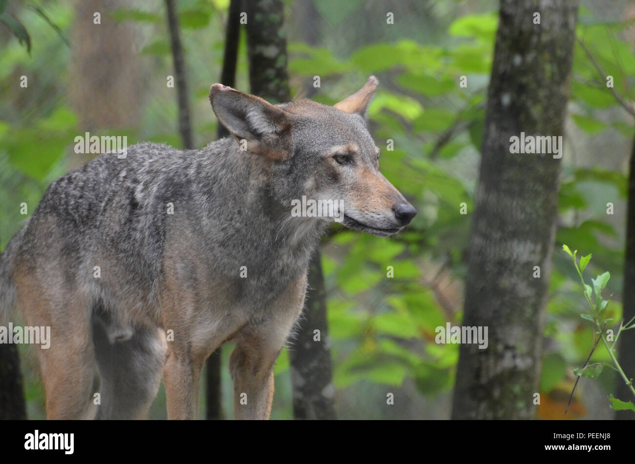 Breathtaking Gray Timber Wolf In The Wilderness Stock Photo - Alamy