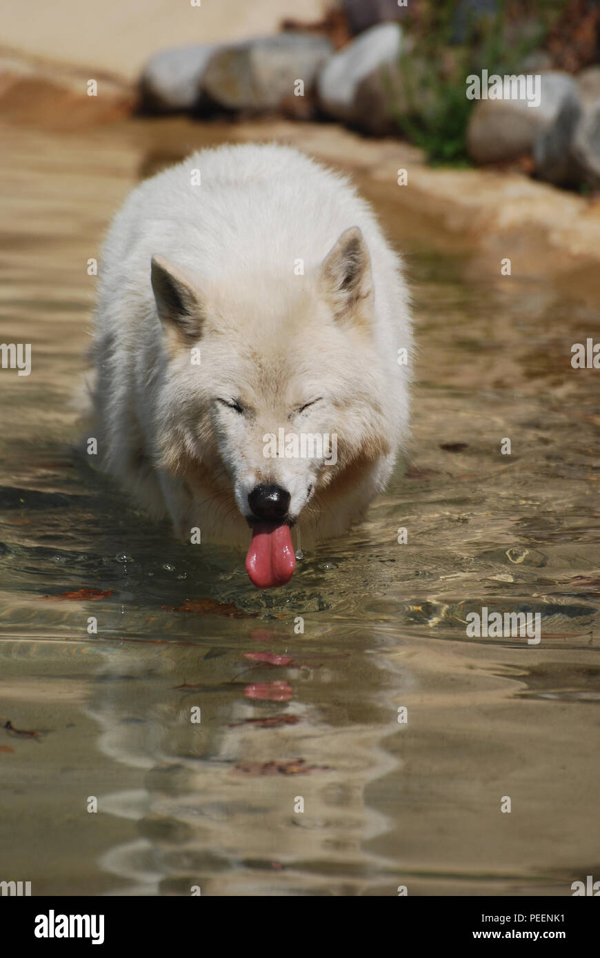 breathtaking White Wolf Cooling Off On A Beach Stock Photo - Alamy