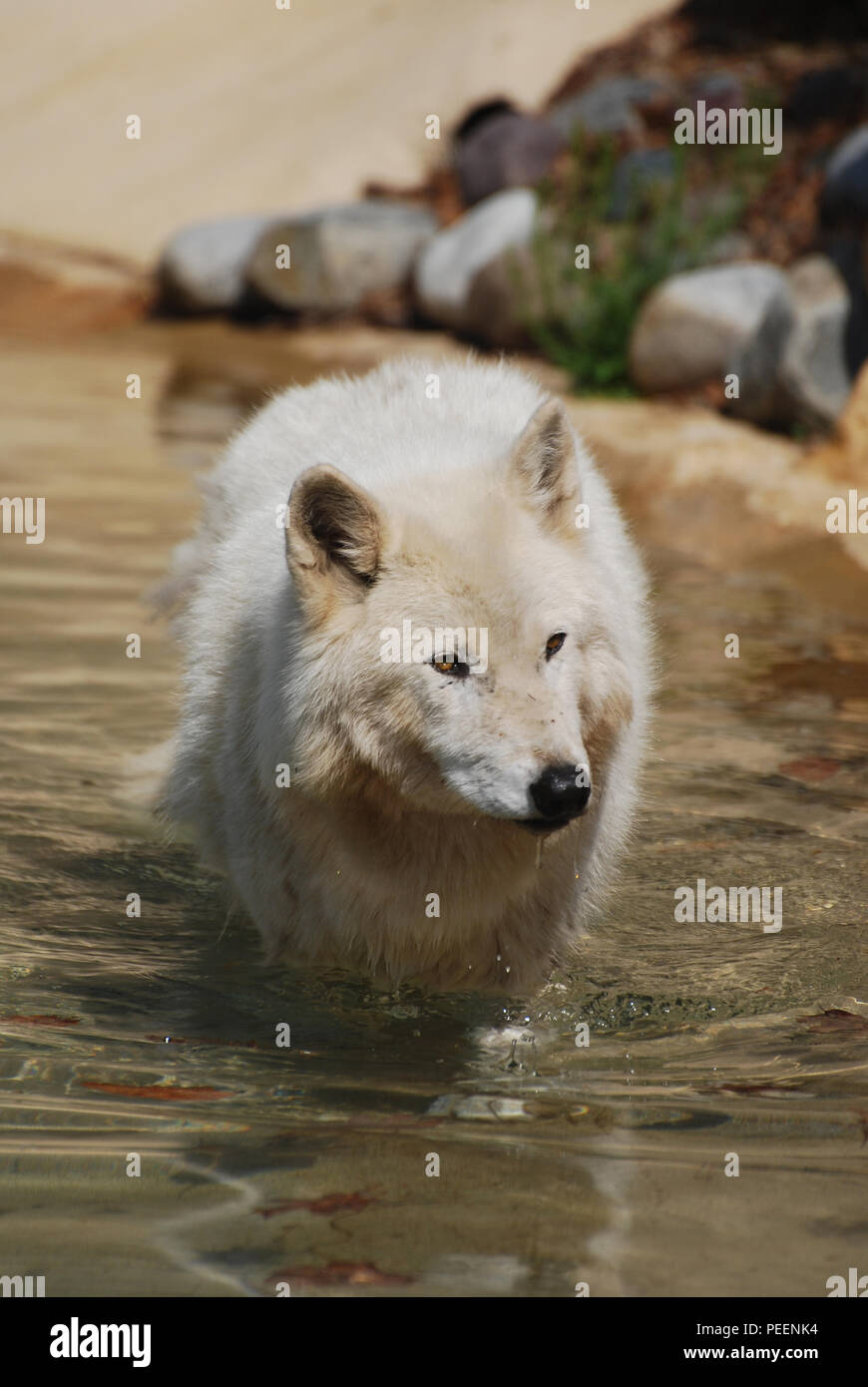 captivating White wolf on a beach in the summer Stock Photo - Alamy